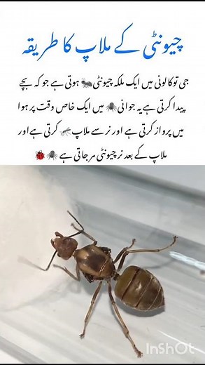 Queen Ant Mating Process #ants #naturefacts #wildlife #nature #shorts