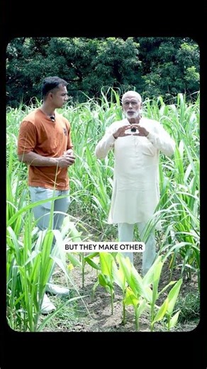 Multilayer Farming Benefits: How Crop Combinations Boost Growth and Profit