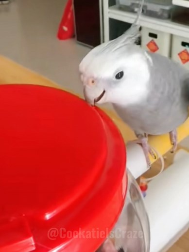 Skyler's Tapping Frenzy 🥰🦜#cockatiel #cutealert #birdsinging #PetCommunity #fyp #cutepetstrending #cockatielscraze #BirdLover