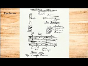 Diagram of complex tissue/How to draw complex tissue/Biology class/Science project/practical