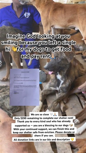 With your continued support, we can finish this and keep our shelter safe from eviction.