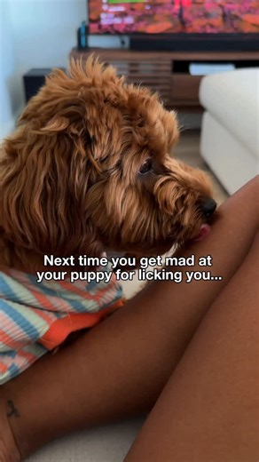 Lilo The Cockapoo on Instagram: "a little reminder in case you were wondering why your dog likes to lick you 😛🐶 our puppy Lilo is definitely a licky girl but now I just saw “I love you too” whenever she starts licking me lol #cockapooworld #cockapoopuppy #cockapoo #cockapooclub #puppydays #puppylife #puppythings #cockapoopuppies #puppymoments #cockapoolove"
