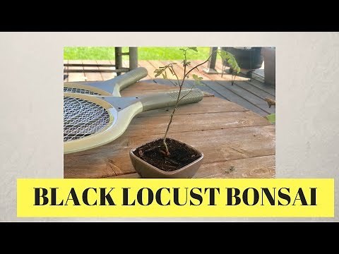 Creating A Bonsai: Black Locust