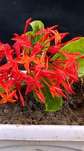 How to grow ixora tree from his own tree branch || Best rooting hormone method //#gardening #highlights | Amd MultiMedia