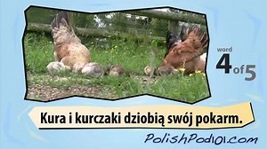 🐱 Learn about farm animals in Polish! P.S. Learn more Polish grammar, vocabulary and even culture tips with us: https://www.polishpod101.com/?src=facebook_112219_fb_video_&utm_medium=fb_video&utm_content=fb_video_&utm_campaign=112219&utm_term=(not-set)&utm_source=facebook&utm_source=facebook #Polish #PolishPod101 | Learn Polish - PolishPod101.com