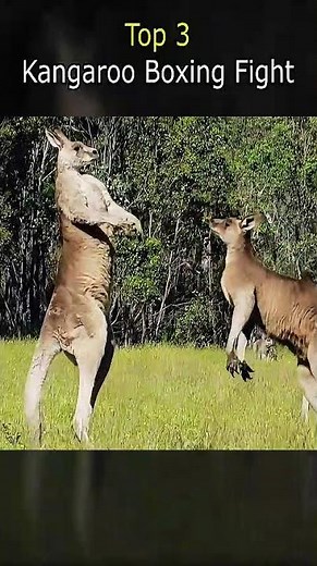 Top 3 Kangaroo Boxing Fight