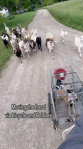 Moving the herd. Leading with a bicycle, babies, and some grain. Bobbee the #bordercollie brings up the rear. #goat #goats #sheep #surlykaratemonkey | Goats For Hire