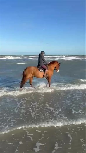 [ CANDY DE NANTUEL*GFE ] Le Numéro 1 français en 2025 brave le temps glacial et profite des bains de mer 🌊 en Normandie pendant que sa production continue de briller ✨. Joyeuses fêtes de fin d’année 😊 https://www.gfeweb.com/fr/liste-etalons/candy-nantuel-selle-francais-alezan,66.html | GFE Groupe France Élevage