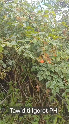 5.9K views · 106 reactions | We call these berries "Pinit" - they are edible wild berries found in Kalinga, Philippines.  | Tawid ti Igorot PH | Facebook