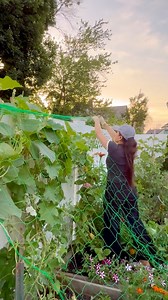 I’m putting up a trellis netting along the fence, and now the gourds and melons are starting to climb up.🌿🌿🌿 | Che Thompson