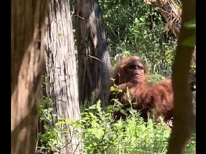 Oklahoma Bigfoot Captured on Video Enlarged 400 Percent