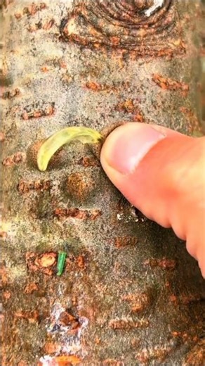 Why this tree have pimples.?