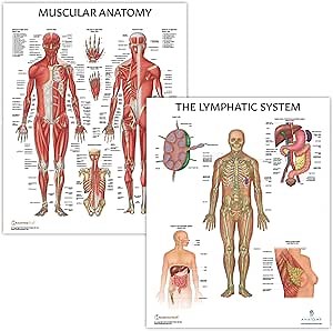 2 PACK Muscular System and Lymphatic System Human Anatomy Poster Set, LAMINATED, Anatomy and Physiology, 17.3 x 22.5 Inches, Body System Diagram, Anatomical Charts for Education Learning and Students