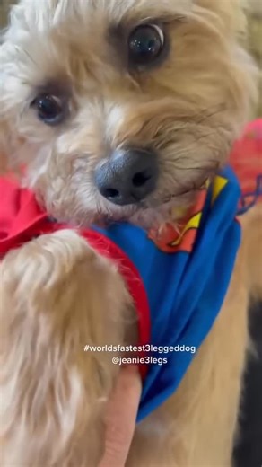Jeanie & Pippa on Instagram: "Totally extra 🎯 #pippadog #threeleggeddog #worldsfastest3leggeddog #rescuedog"