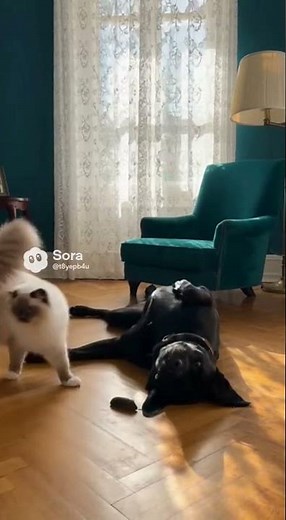 The Cat Brought The Dog A Present, And The Dog Panic-Escaped! 🐀😅