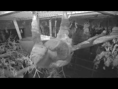 Linné's Two-Toed Sloth Night Cam