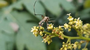 Video Showing Elephant Mosquito Feeding On Stock Footage Video (100% Royalty-free) 1101479247 | Shutterstock