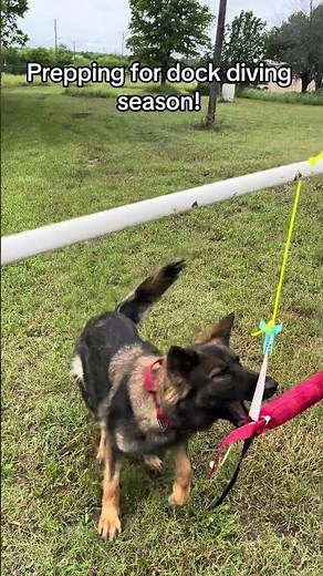 German Shepherd practices retrieving for dock diving by using a bar set up first!
