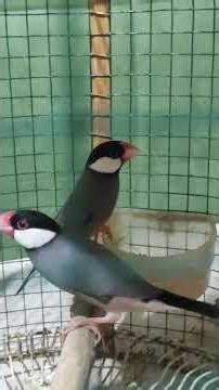 male and female Javanese Java sparrow #birds