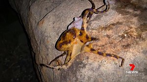 304K views · 70 reactions | Two men from Ireland, who were filmed putting a blue-ringed octopus on one of their arms while fishing at Burnett Heads in Bundaberg, say they had no idea just how dangerous the creature is. More: 7news.link/G4oBV1 Report on 7NEWS at 6pm. #7NEWS | 7NEWS Wide Bay | Facebook