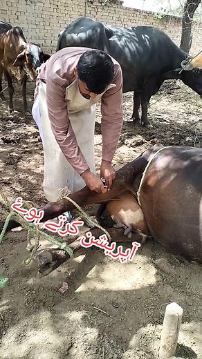 MPD in Cattle Surgery: Successful Treatment by Dr. Mohsin