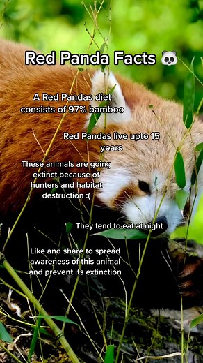 #redpandas #wildlifefacts #facts #extinctanimals #redpandafacts #facttok #wildlife #saveanimals #redpanda | William Wilson