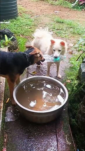 🐕Talking Dogs😄: The Most Hilarious Moments Caught on Camera!!