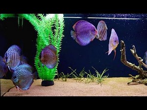 Aggressive Discus Fish Attacking Tank Mates | Juwel Rio 400
