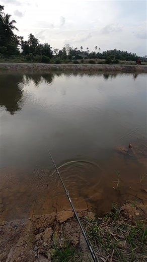 02 | curut pun lekat🤣..terbang ikannya🤣#fishing #anglersolo #haruanhunter #mancing #haruanday