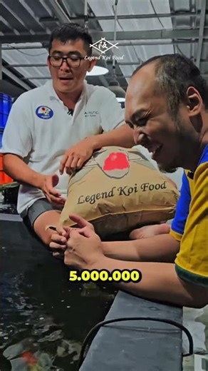 Ikan kecil kok udah pake pakan koi mahal? Ternyata ini Finishing E majestic koi farm #koifish #koi