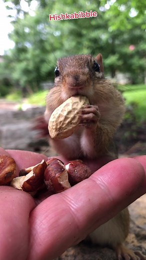 Cute Chipmunk Cheeks Compilation | Animals Of TikTok