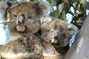 9 uplifting wildlife and conservation stories we all need to read - Wanderlust