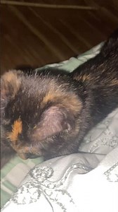 Aponi the princess 👑 #cat #thanksgiving #kitty #adoreble #kitten #adorably #cutecat #cutepet