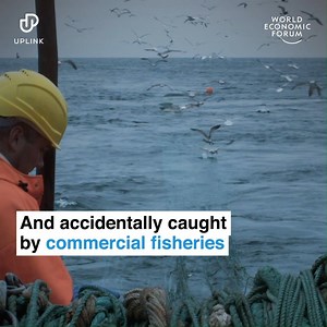 69K views · 1.2K reactions | Fin tech.  Read more: https://bit.ly/2FU57QR | World Economic Forum | Facebook