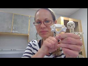 Axial Skeleton Quiz Question