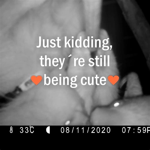 As night falls, the forest awakens with mysterious creatures of the shadows. Are you afraid of the dark? . #Spooky #Halloween | The Sloth Conservation Foundation