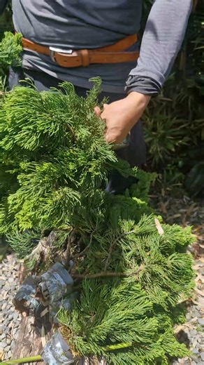 Juniperus chinensis propagation . . . #livinggiftsnursery #latrinidadbenguet #benguet #beyondbaguio #salatrinidad #baguio #sidetrip #latrinidad #travelph #wheninlatrinidad #wheninbenguet #prenupph #prenupbenguet #prenupbaguio #agritourism #beautifulphilippines #houseplantcommunity #plantita #plantito #plantsplantsplants #urbanjungle | Living Gifts Nursery
