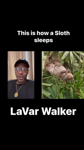 😴✨ Experience the Hilarious Sloth Sleep Saga! Ever wondered how a sloth sleeps? Well, you’re in for a lazy yet laugh-till-you-drop treat! 🤣 Just imagine them comically snoozing, and now... envision that with a comedic twist! 🌟📞 Tell Mr. Sloth to give me a call! 😂 Want more laughs? Catch me LIVE at the Baltimore Comedy Factory from August 18-20! Don’t miss out on an unforgettable night of side-splitting comedy that will have you rolling in the aisles! 🎤✨ Get your tickets NOW and reserve you