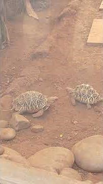 Cute Land Turtle | Slow and Calm Turtle Video