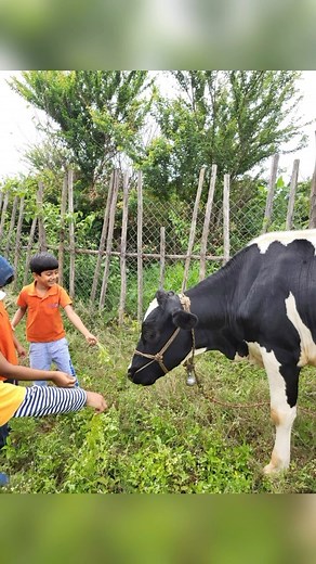 What do animals eat ? How do they hide and protect themselves ?...