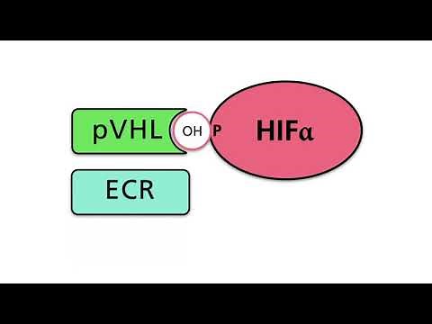 Hypoxia Inducible Factors (HIFs), Part 2: Regulation of HIF under normoxic and hypoxic conditions