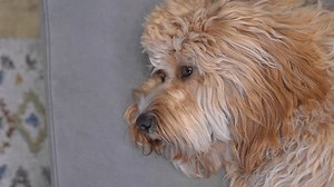 Fluffy Dog Labradoodle Goldendoodle Dog Relaxing Stock Footage Video (100% Royalty-free) 3900313319 | Shutterstock