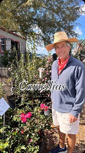 314 reactions · 26 shares | Looking to add color to your garden this November? Consider adding camellias! #petalsfromthepast #fallgardening #autumngardening #locallygrown #plantnow #fallplanting #autumnplanting #camelliaflower #camelliaplants #sasanquacamellia #leslieanncamellia #droughtresistantplants #gardeneducation #pollinatorgarden | Petals From The Past | Facebook