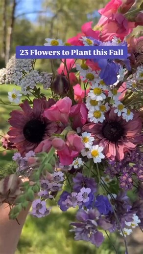 5.6K views · 1.3K reactions | You don’t have to wait for spring  Plant these 23 flowers this fall for earlier, stronger blooms next year. The trick? Timing by your first and last frost dates.  Comment “fall” and I’ll send you my free Fall Planting Guide — it walks you through what to plant + when for your area.  Save this for your fall planting list #fallplanting #cutflowergarden #flowerseeds #springflowers #gardenplanning #flowerfarm | Flower People | Facebook