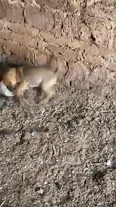 5.5K views · 60 reactions | #Dogs #kid #catch #mouse | Friendly program | Facebook