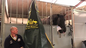 Black Jack IXE, owned by Janelle Whalley and Darren Wilson and ridden by Billy Raymont Equestrian, is very excited to fly the flag for Australia - he has been practising in his stable! 🎥 Australian Equestrian Team / Kirsty Pasto #AusEquestrianTeam #EAHighPerformance #Jumping #WayToWorlds #FEIWorldChampionships2022 #Timetable #RideWithUs | Australian Equestrian Team