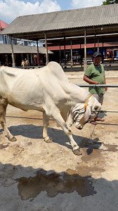 2.5K views · 13 reactions | Sapi ongole galak #sapi #cow #bull | Revan Dolan Kandang | Facebook