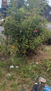 574K views · 5.9K reactions | CAN YOU BELIEVE The DIFFERENCE! 勞 #satisfying #landscape #lawnmaintenance #shorts-001 | Mini Lawncare | Facebook