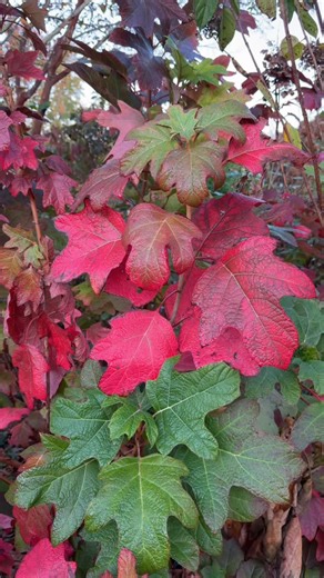 54 reactions |   Autumn in the garden. ‘Alice’ Oakleaf hydrangea is showing out!  #fallvibes #autumngarden #jaysgardenjournal #cottagegarden #ilovesheetmulching #ilovegardening | jaysgardenjournal | Facebook