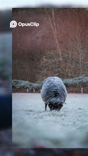 Chasing Frosty Fields & Fluffy Sheep A Peaceful Escape
